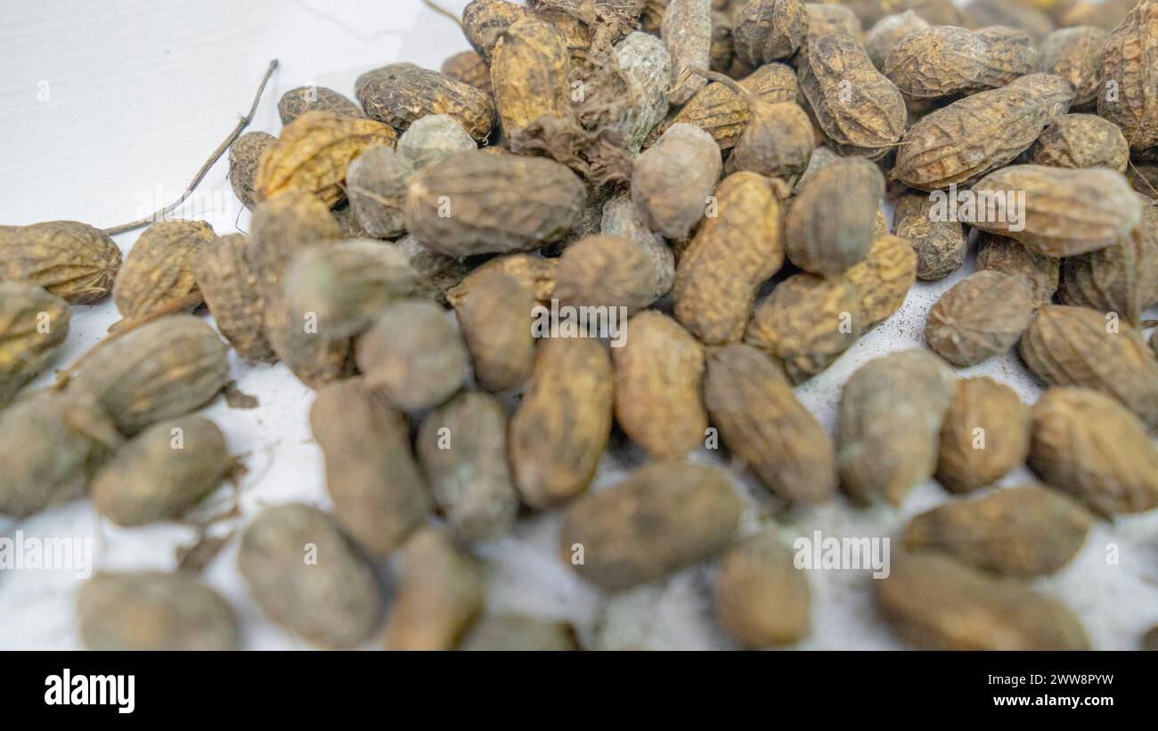 Peanut vegetable in loose grains, portioned and shelled Stock Photo - Alamy