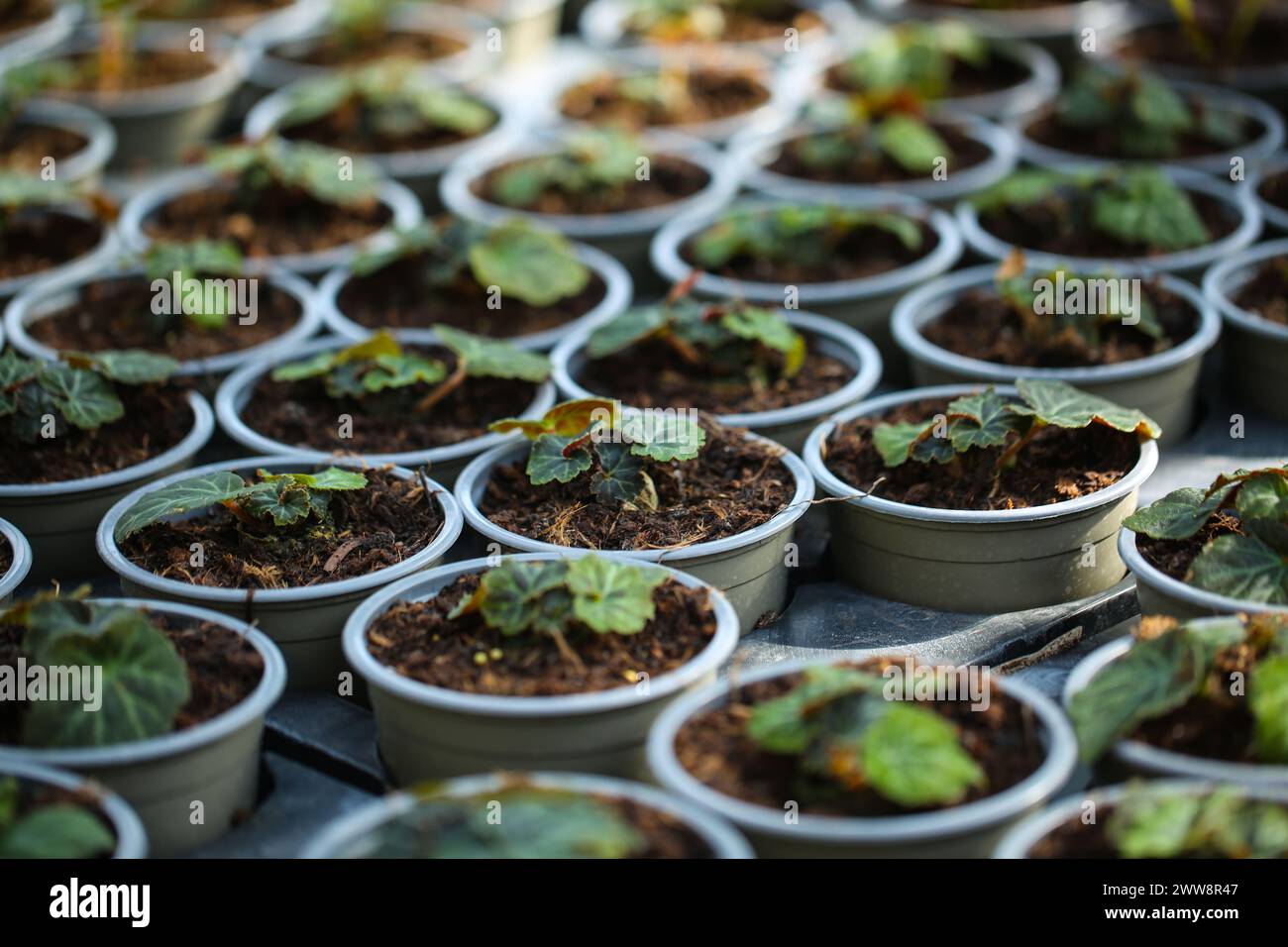 plant, begonia, flower, garden, market, store, woman, shop, gardening ...
