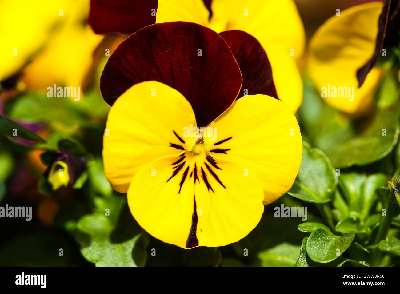 macro, nature, pansy, horned, green, garden, gardening, petal, plant ...