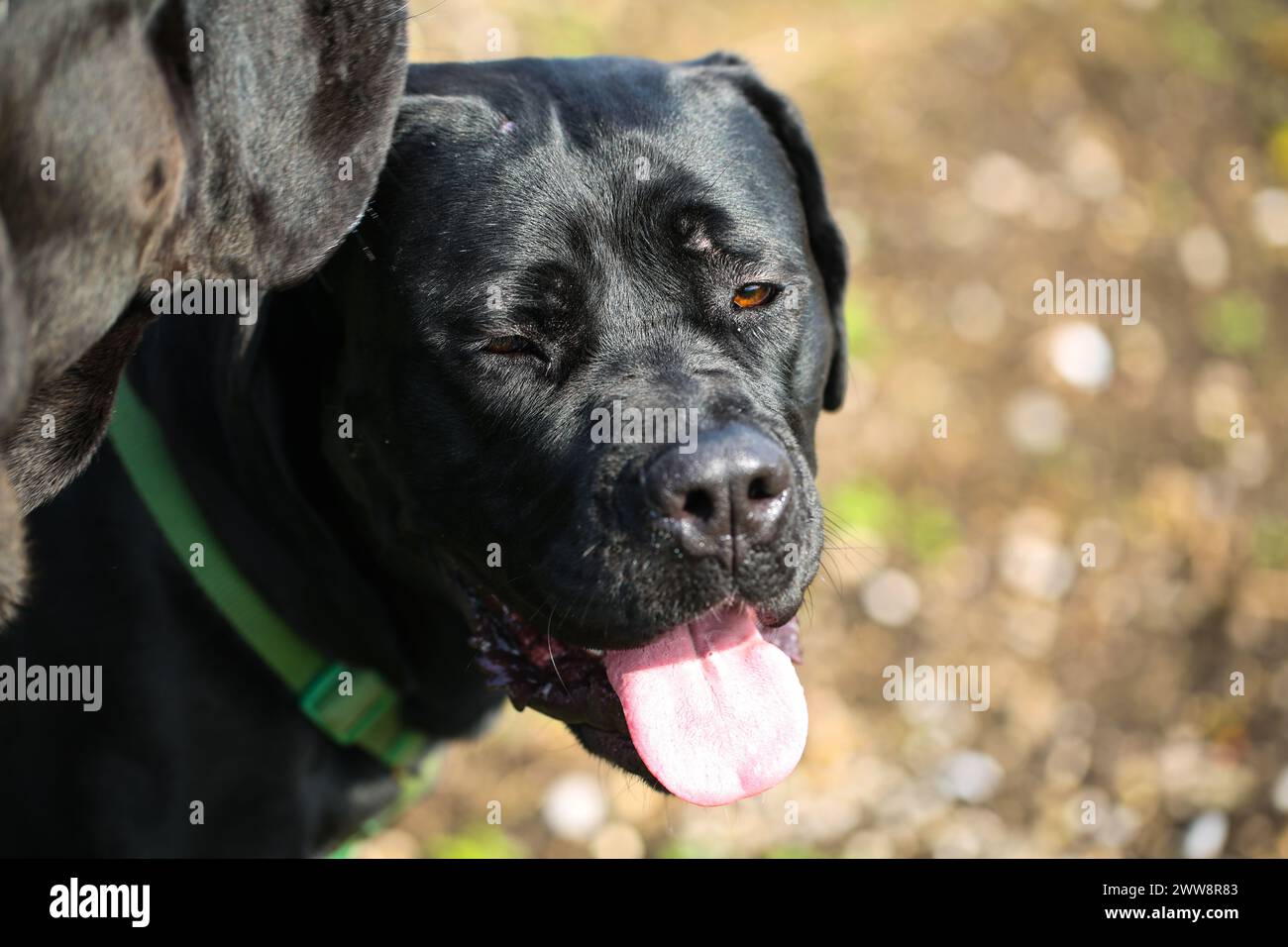 Mixed breed between Labrador and Great Dane, muscular build, playful ...