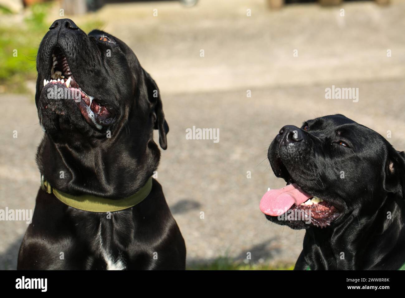 Labrador great dane hi-res stock photography and images - Alamy