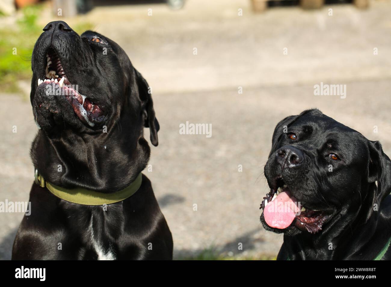 Mixed breed between Labrador and Great Dane, muscular build, playful ...