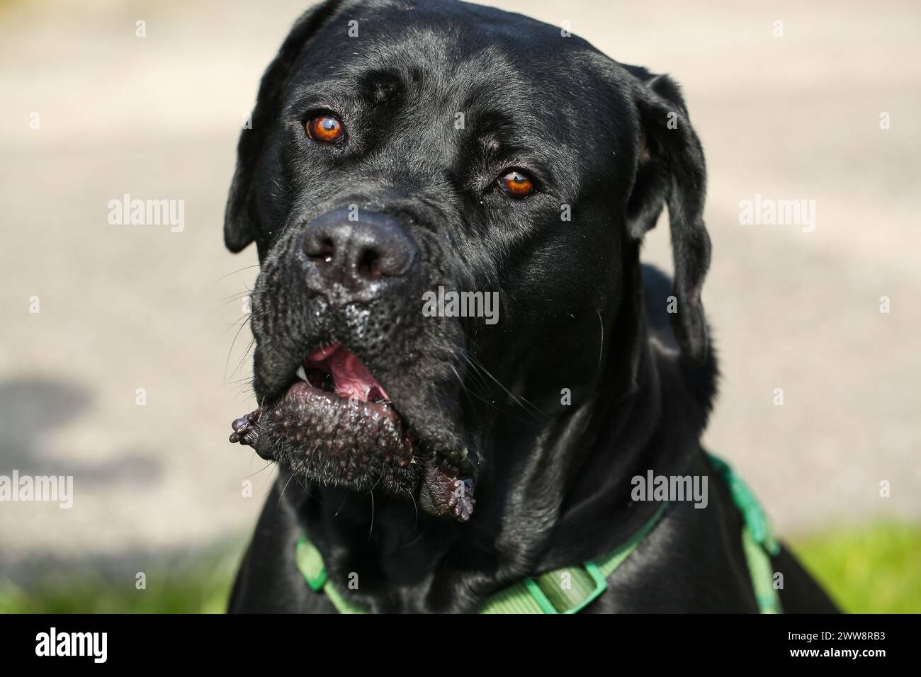 Mixed breed between Labrador and Great Dane, muscular build, playful ...