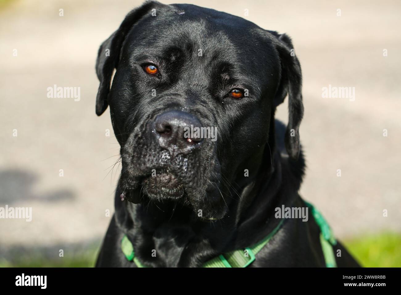 Mixed breed between Labrador and Great Dane, muscular build, playful ...