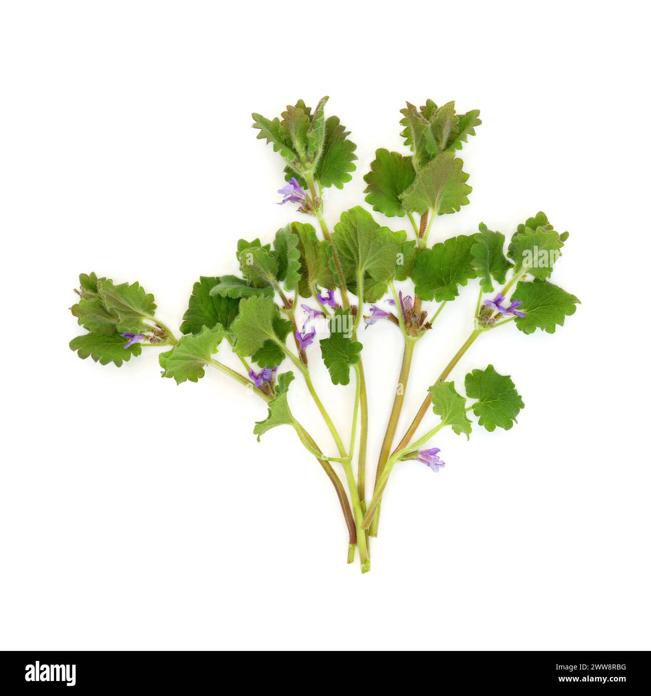 Ivy medicine Cut Out Stock Images & Pictures - Alamy
