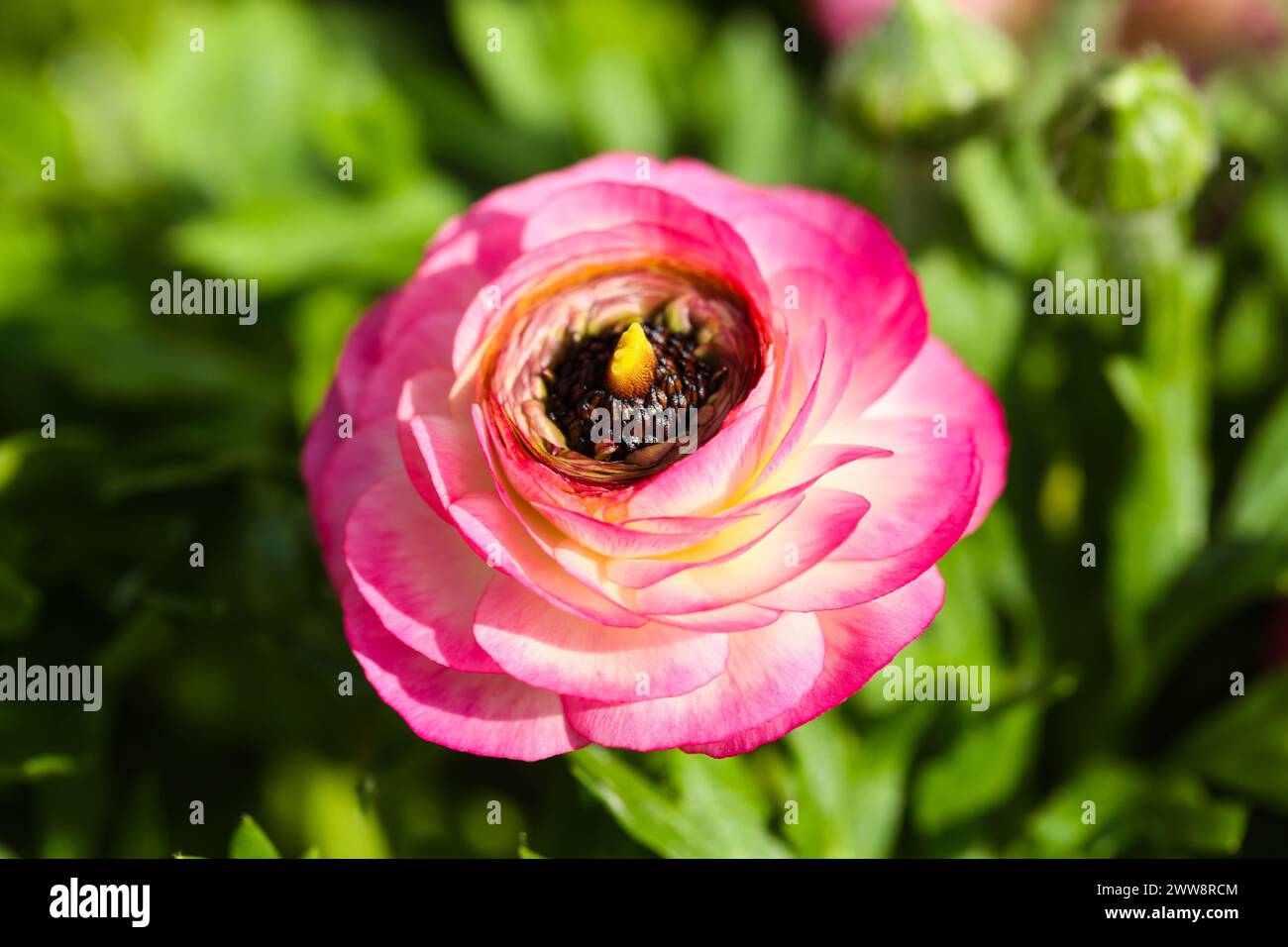 Adaptation to nature hi-res stock photography and images - Alamy
