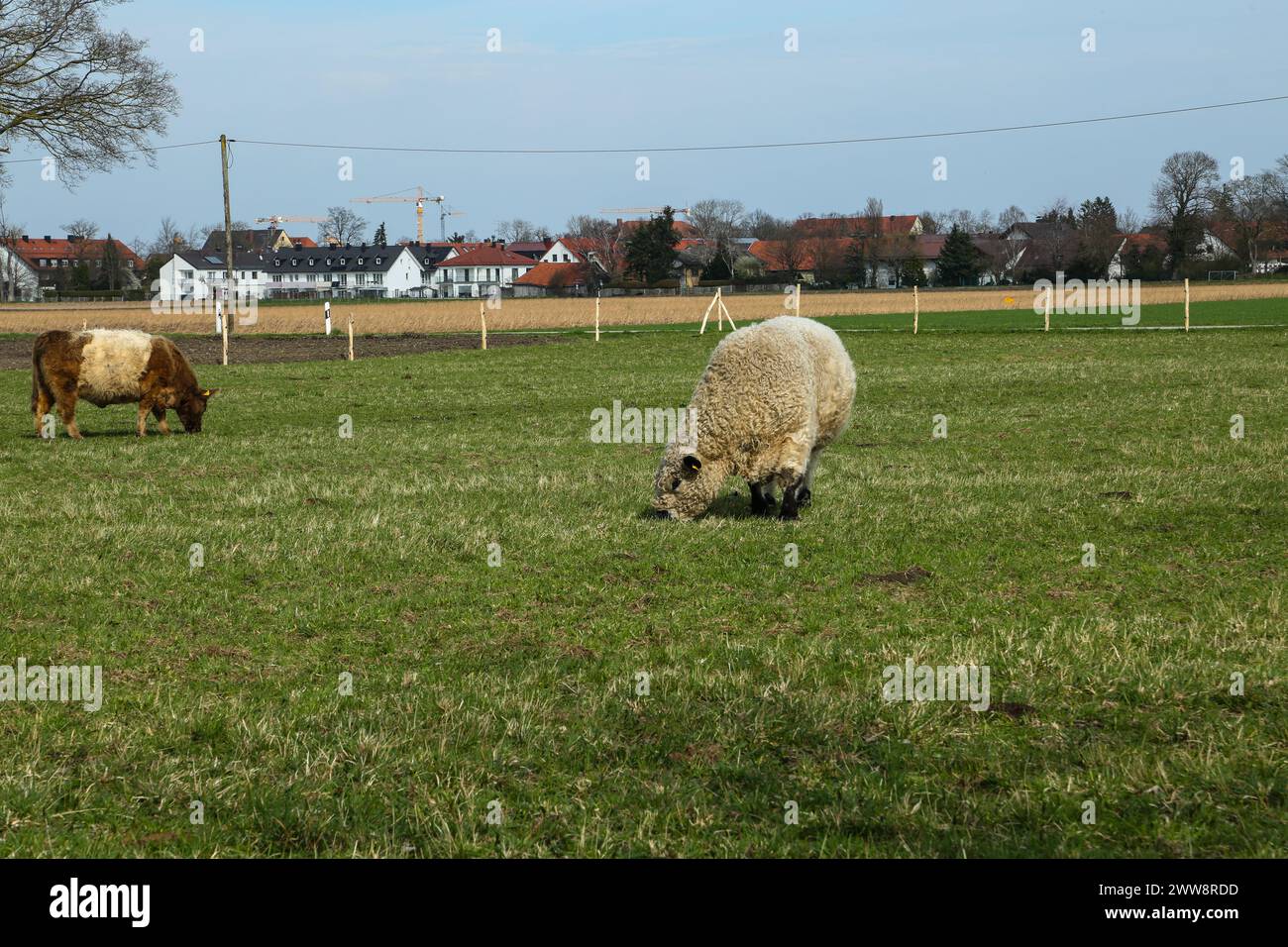 Wagyu beef is a spezial breed of cattel know for ist tender meat and ...