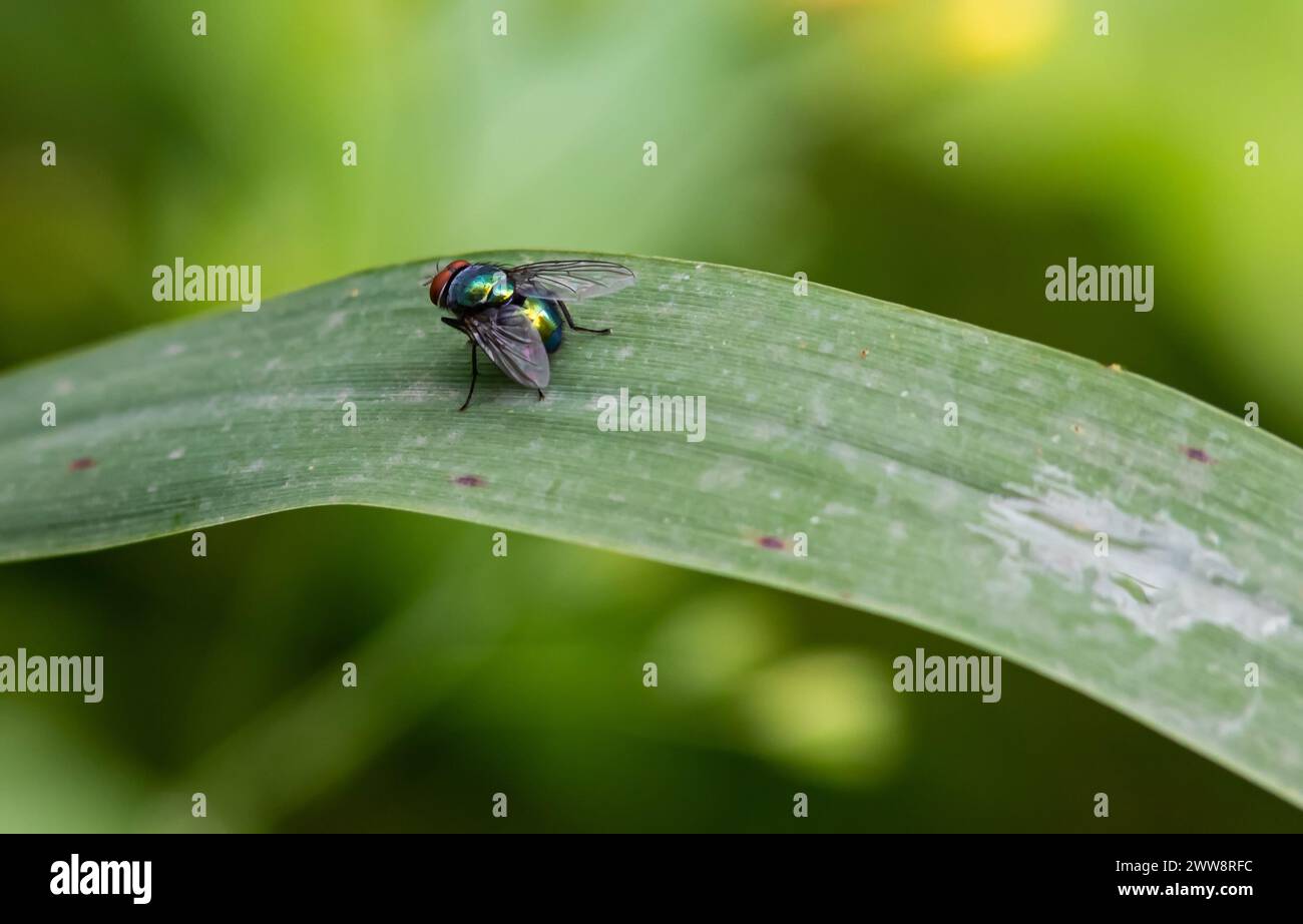 Carrion fly hi-res stock photography and images - Alamy