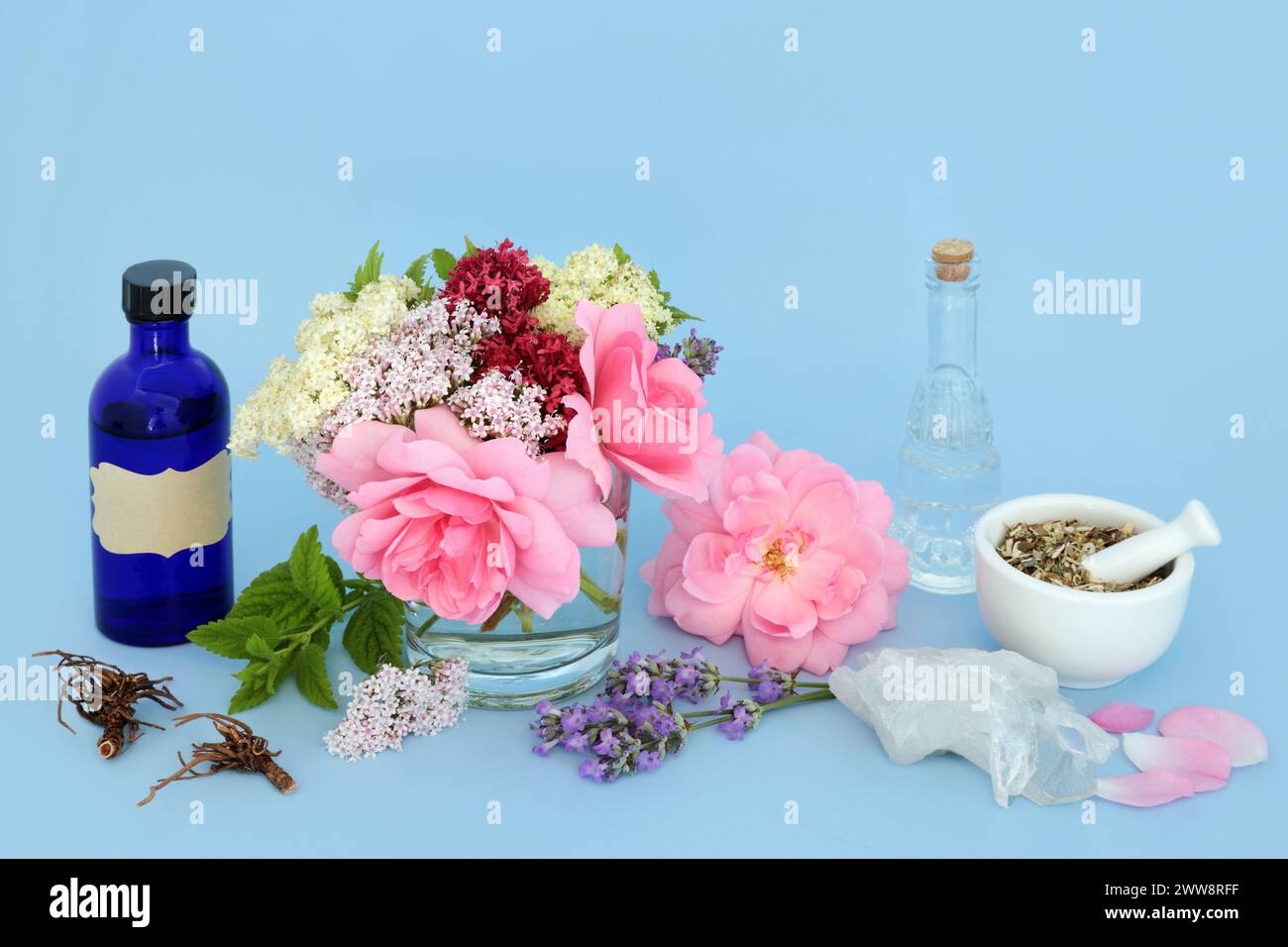 Adaptogen plant flower hi-res stock photography and images - Alamy