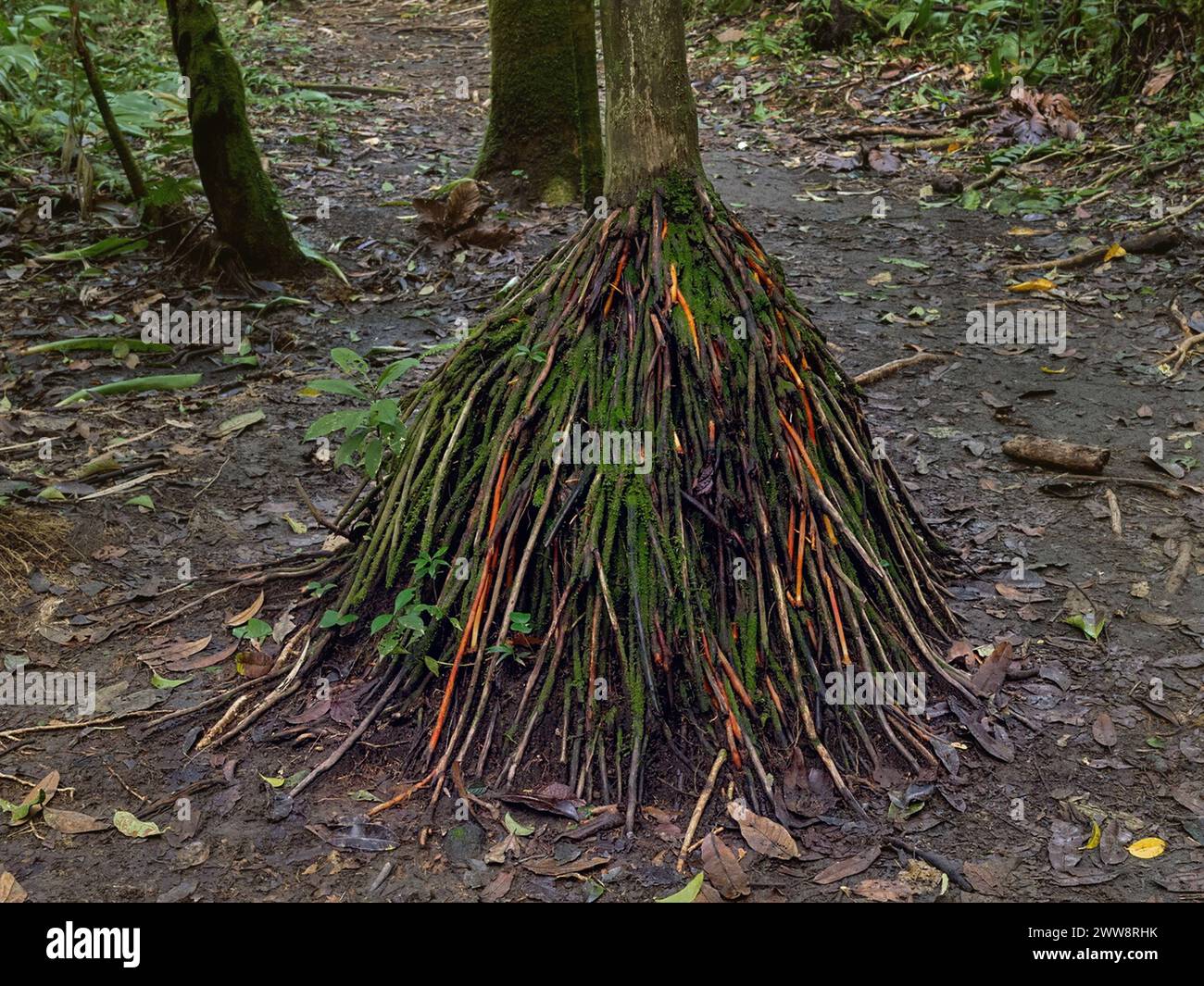 Walking tree, Arenal Volcano National park, Costa Rica Central America ...