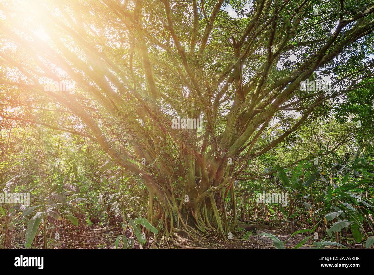 Tropical tree standing on roots with exposed roots. Arenal Volcano ...