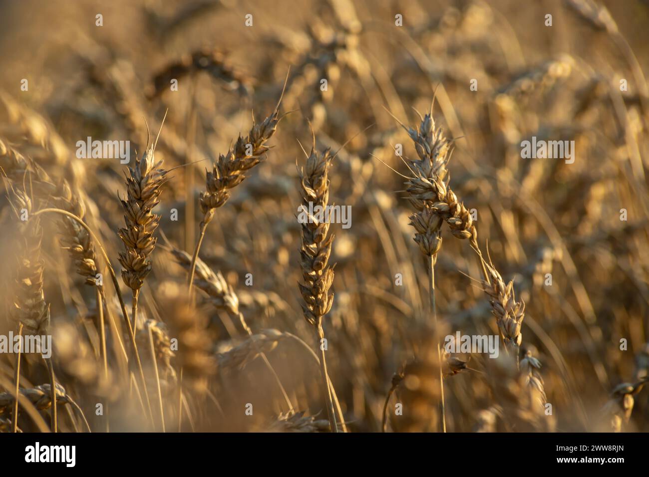 Spikelets of wheat in the field, autumn, harvest Stock Photo - Alamy