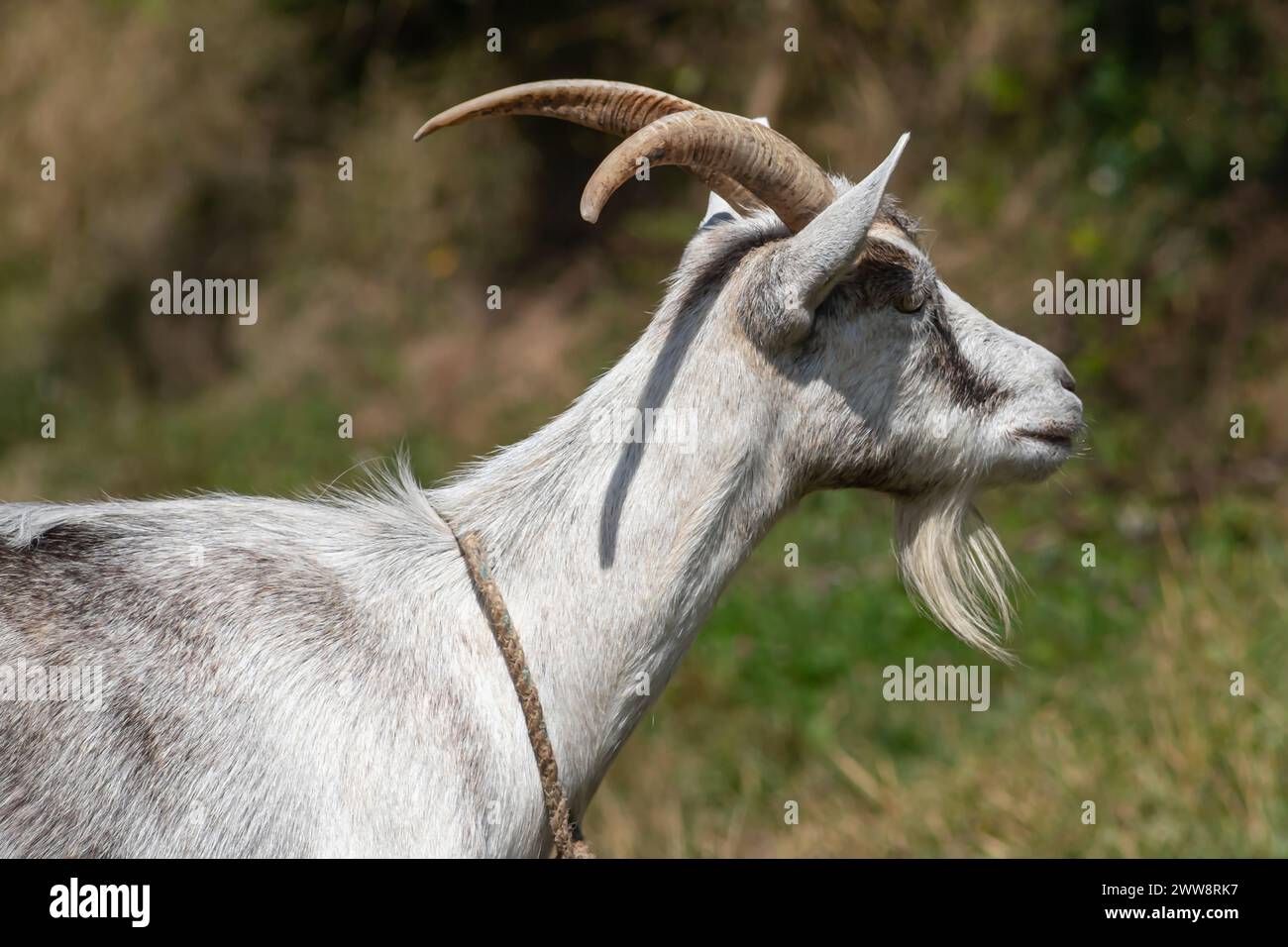Grey goat hi-res stock photography and images - Alamy