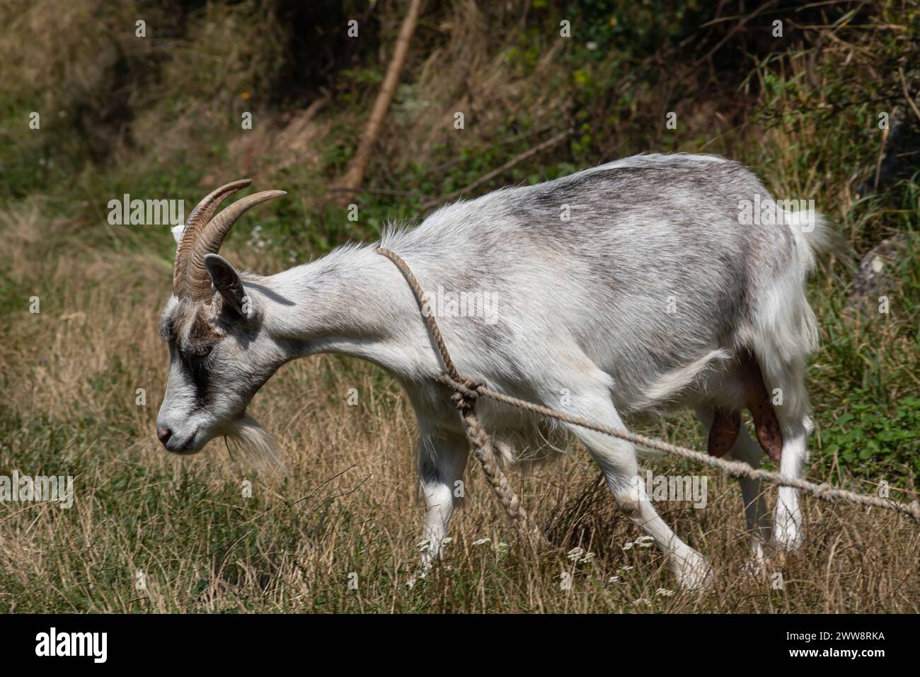 Grey goat animal hi-res stock photography and images - Alamy