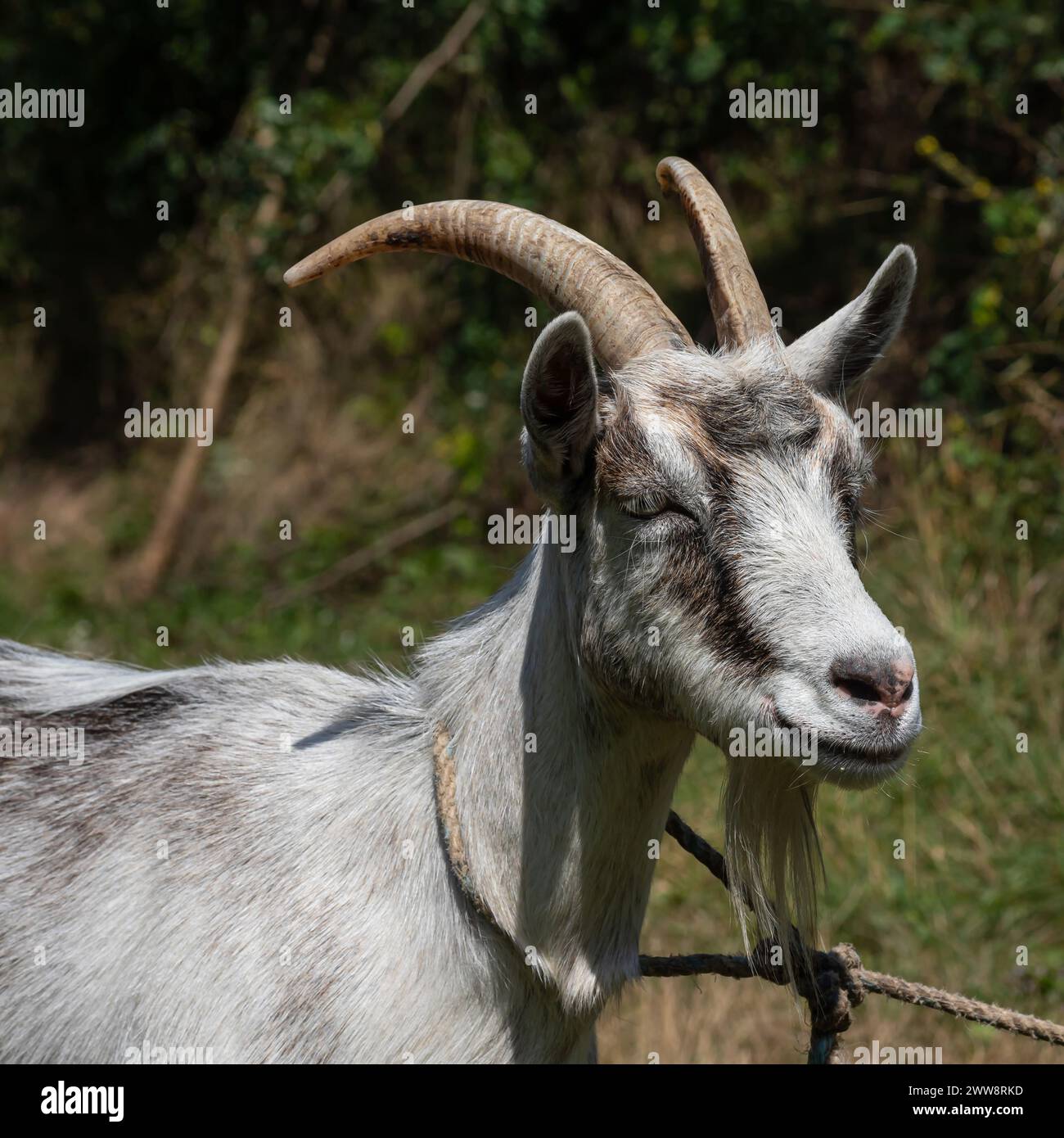 Grey goat pasture sunny hi-res stock photography and images - Alamy