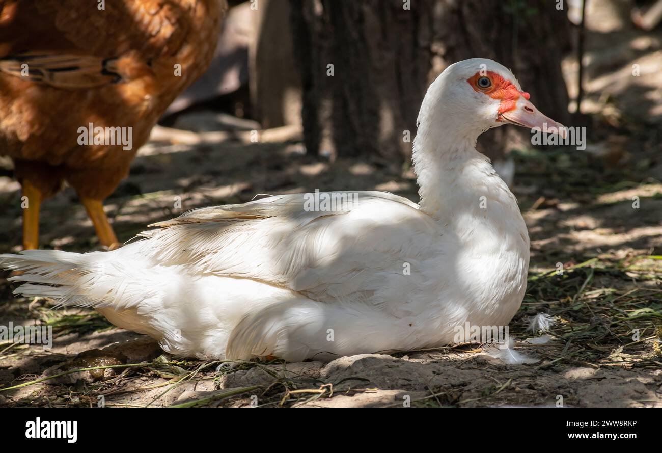 White duck red beak hi-res stock photography and images - Alamy