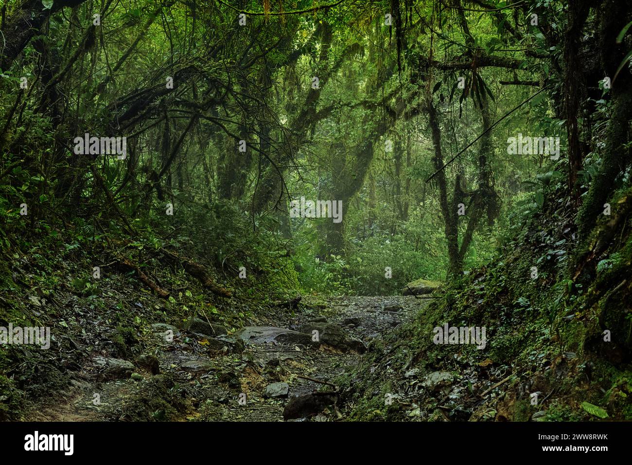 Stone steps in beautiful old tropical forest. Enchanted forest. Exotic ...