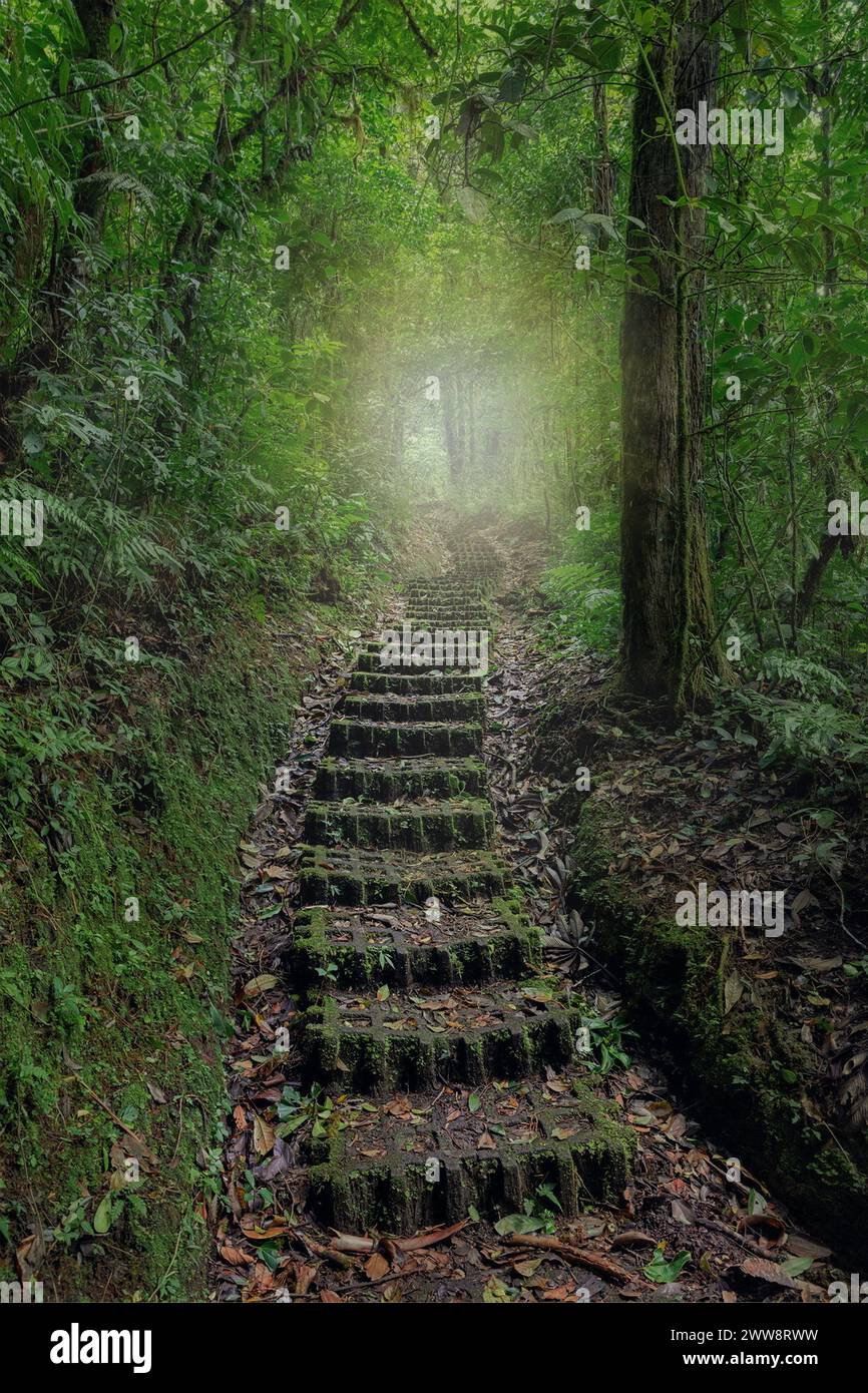 Stone steps in beautiful old tropical forest. Enchanted forest. Exotic ...