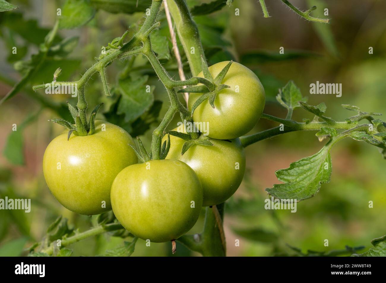 Tomatoes growing in commercial greenhouse hi-res stock photography and ...