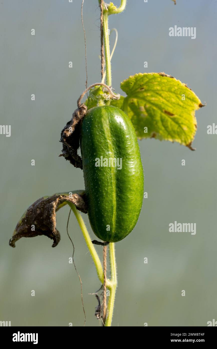 Commercial cucumber growing hi-res stock photography and images - Alamy