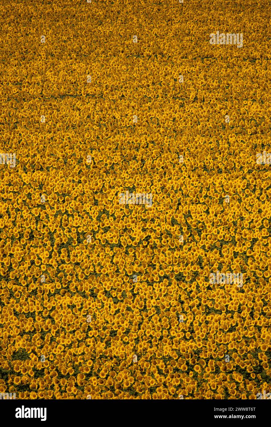 Sunflower Magic: Fields Alive with Color Stock Photo - Alamy
