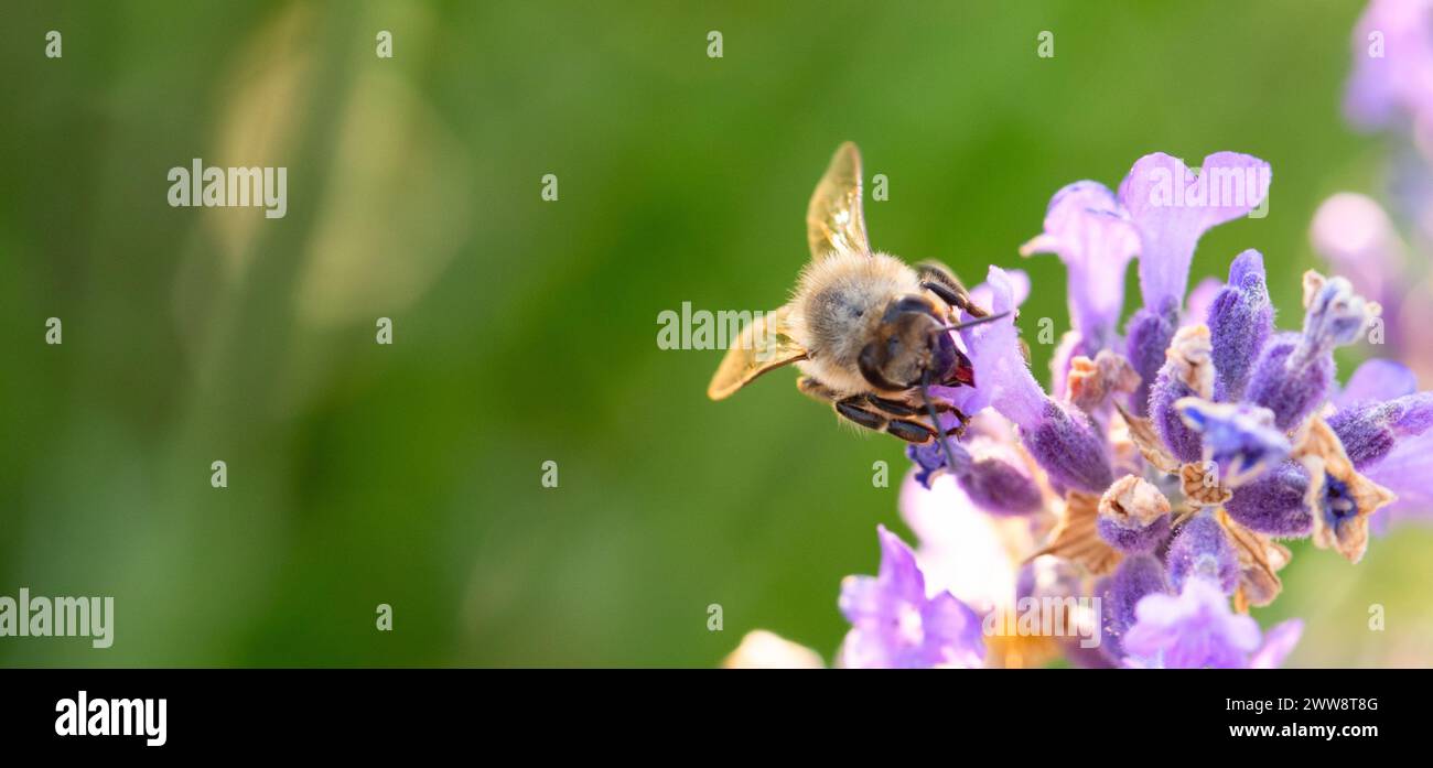 Bee Haven: Pollinator Delighting in Lavender Stock Photo - Alamy