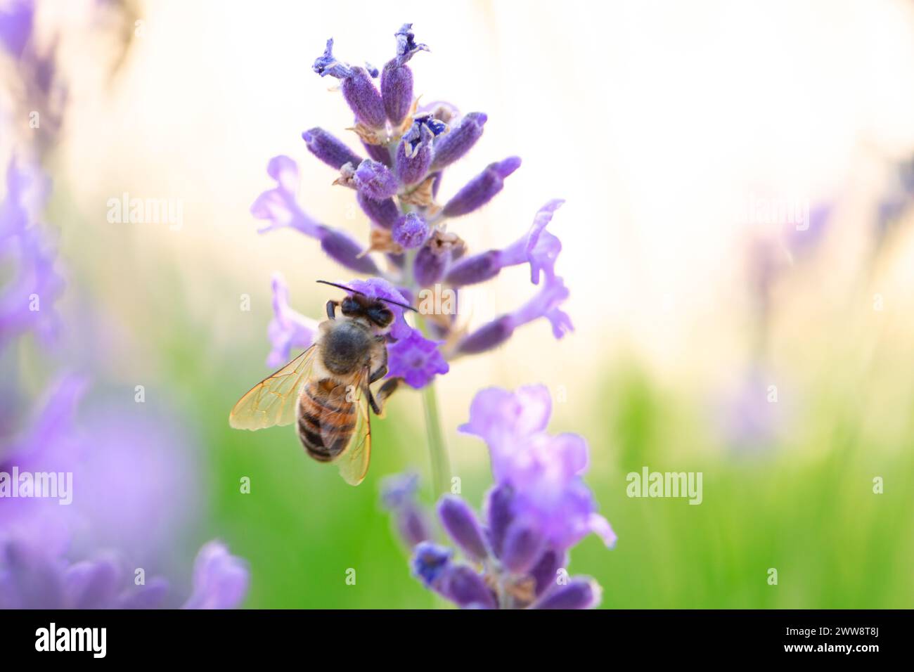 Beautiful purple lavender among green hi-res stock photography and ...