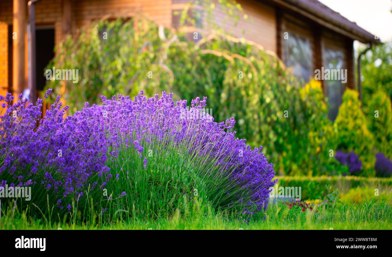 Beautiful bush lavender blooms hi-res stock photography and images - Alamy
