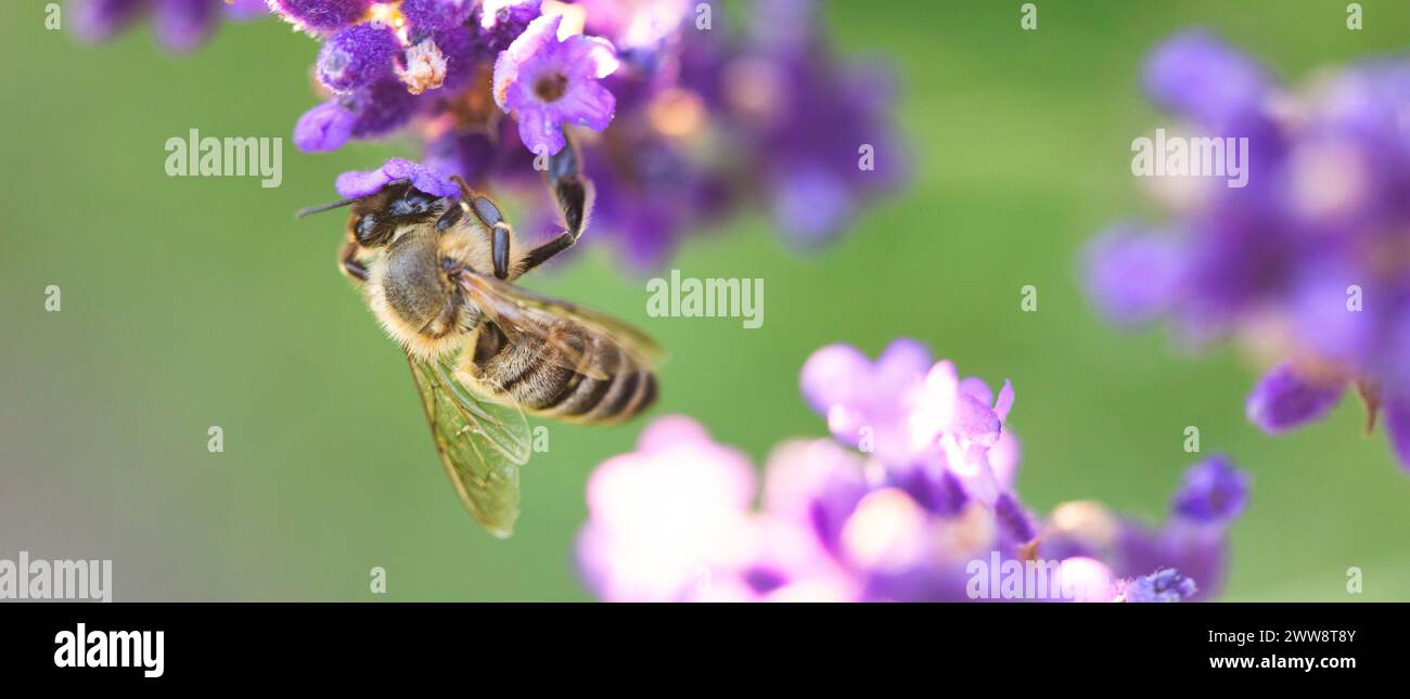 Bee Harmony: Pollinator in Lavender Garden Stock Photo - Alamy