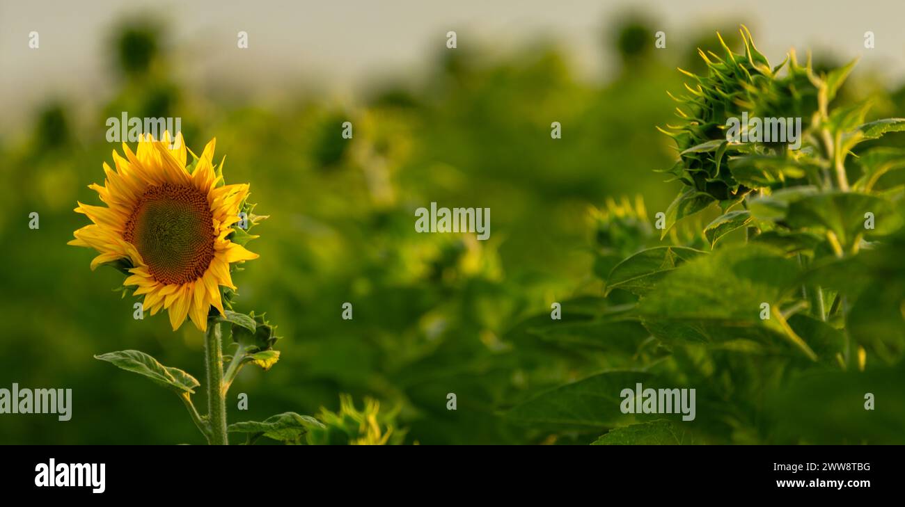 Sunflower Symphony: Harmonious Blooms Dancing in the Breeze Stock Photo - Alamy