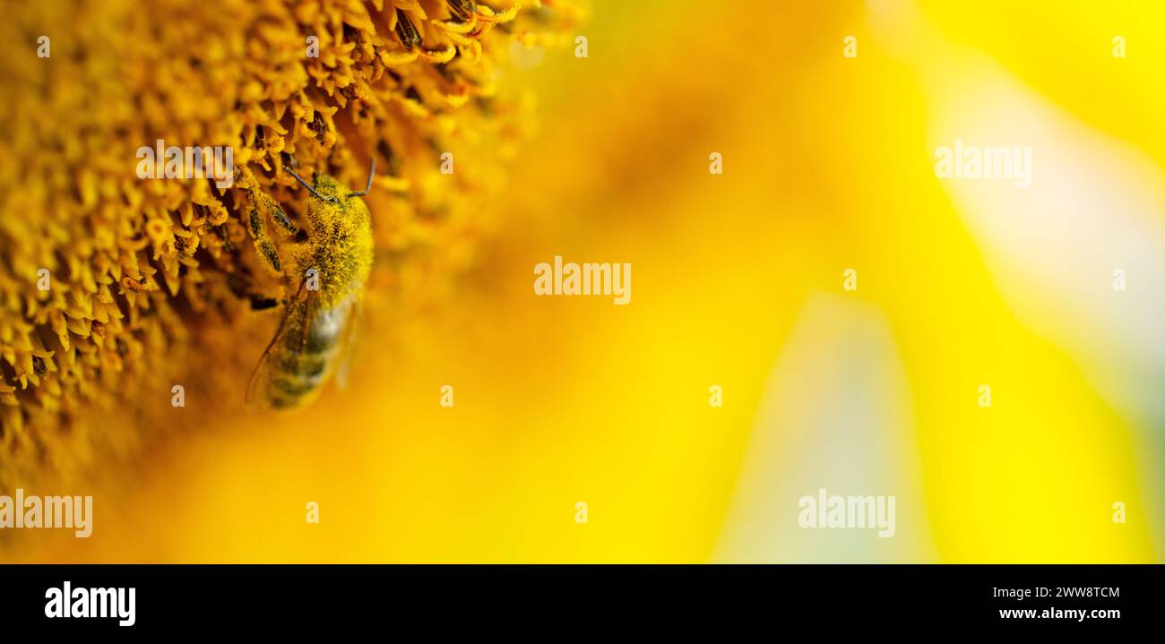 Pollination in action hi-res stock photography and images - Alamy