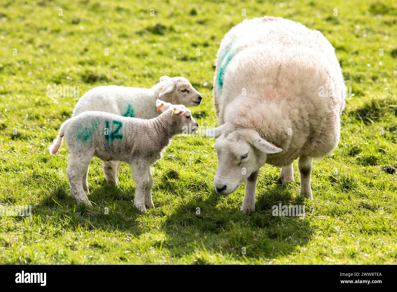 Easter lambing north yorkshire hi-res stock photography and images - Alamy