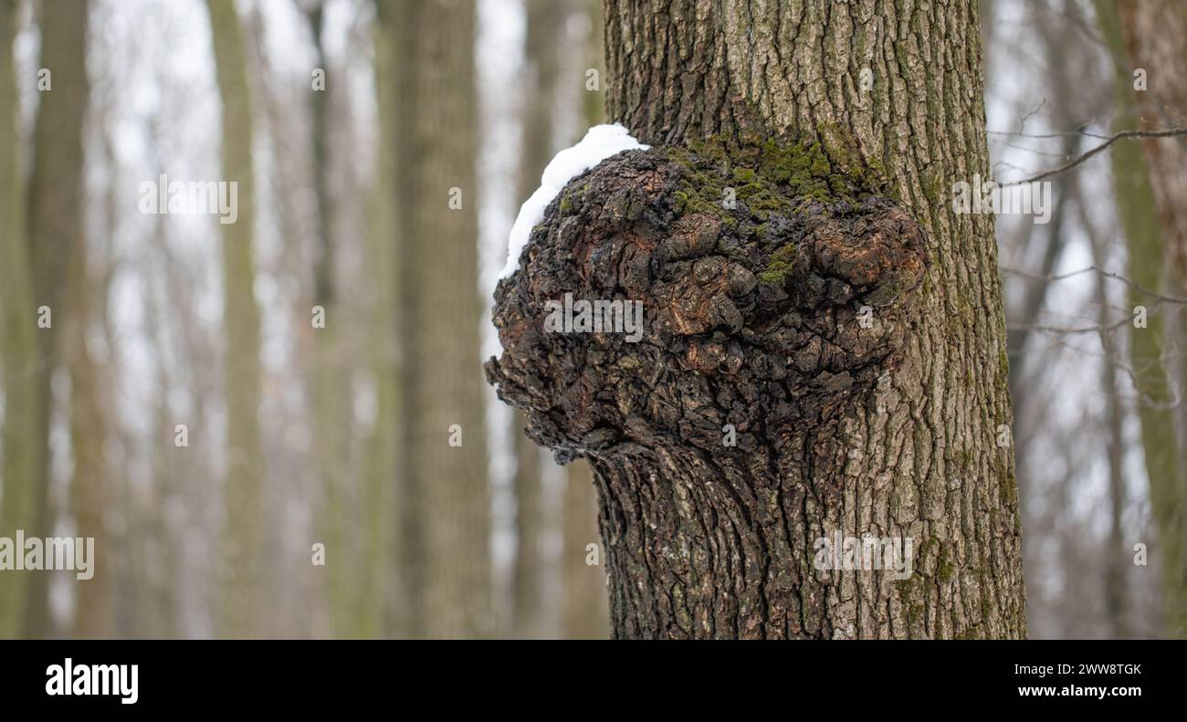 Timber Relic: Dry Tree Trunk Remnant in the Forest Stock Photo - Alamy