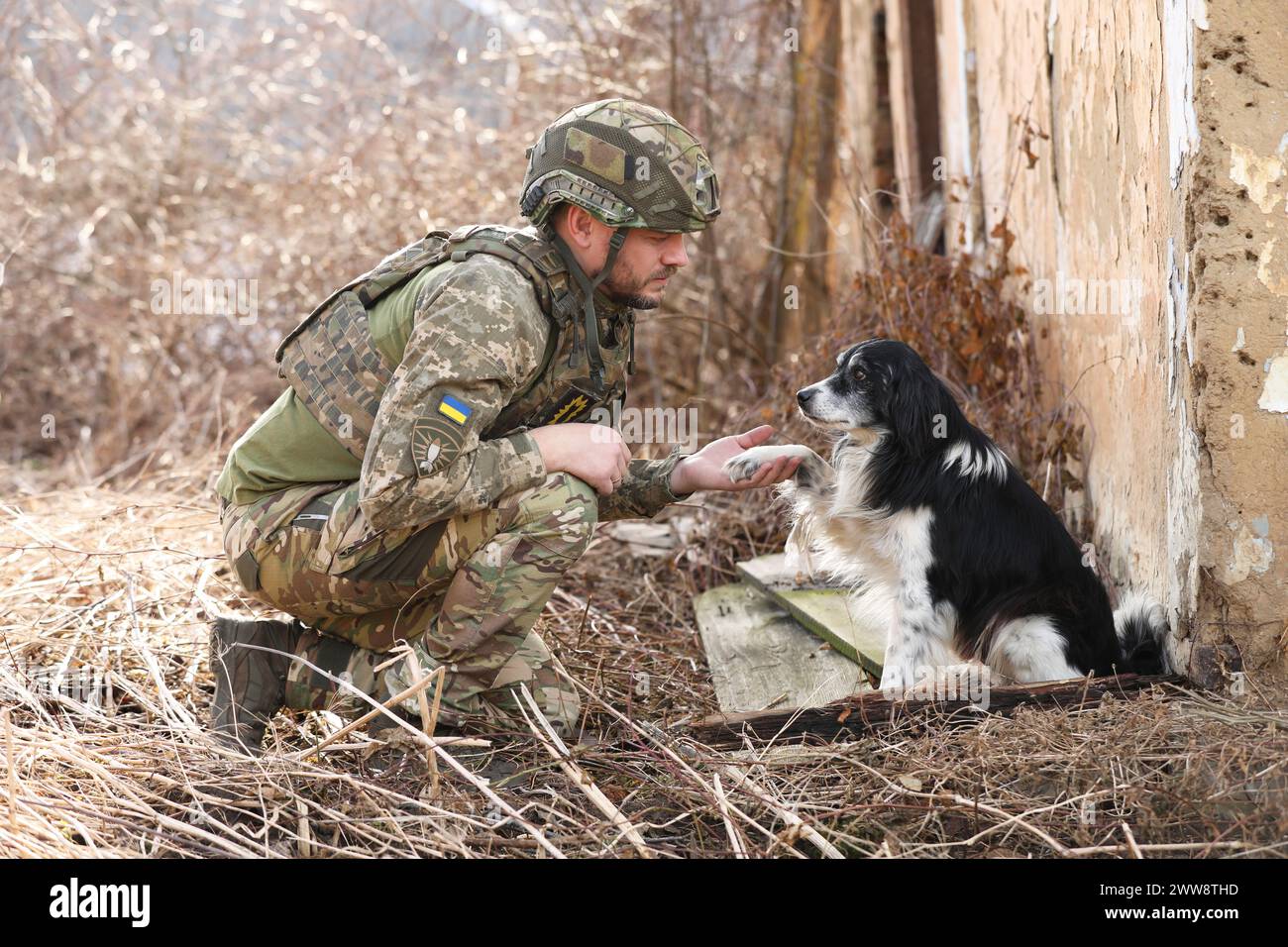 Stray dog giving paw to Ukrainian soldier outdoors Stock Photo - Alamy
