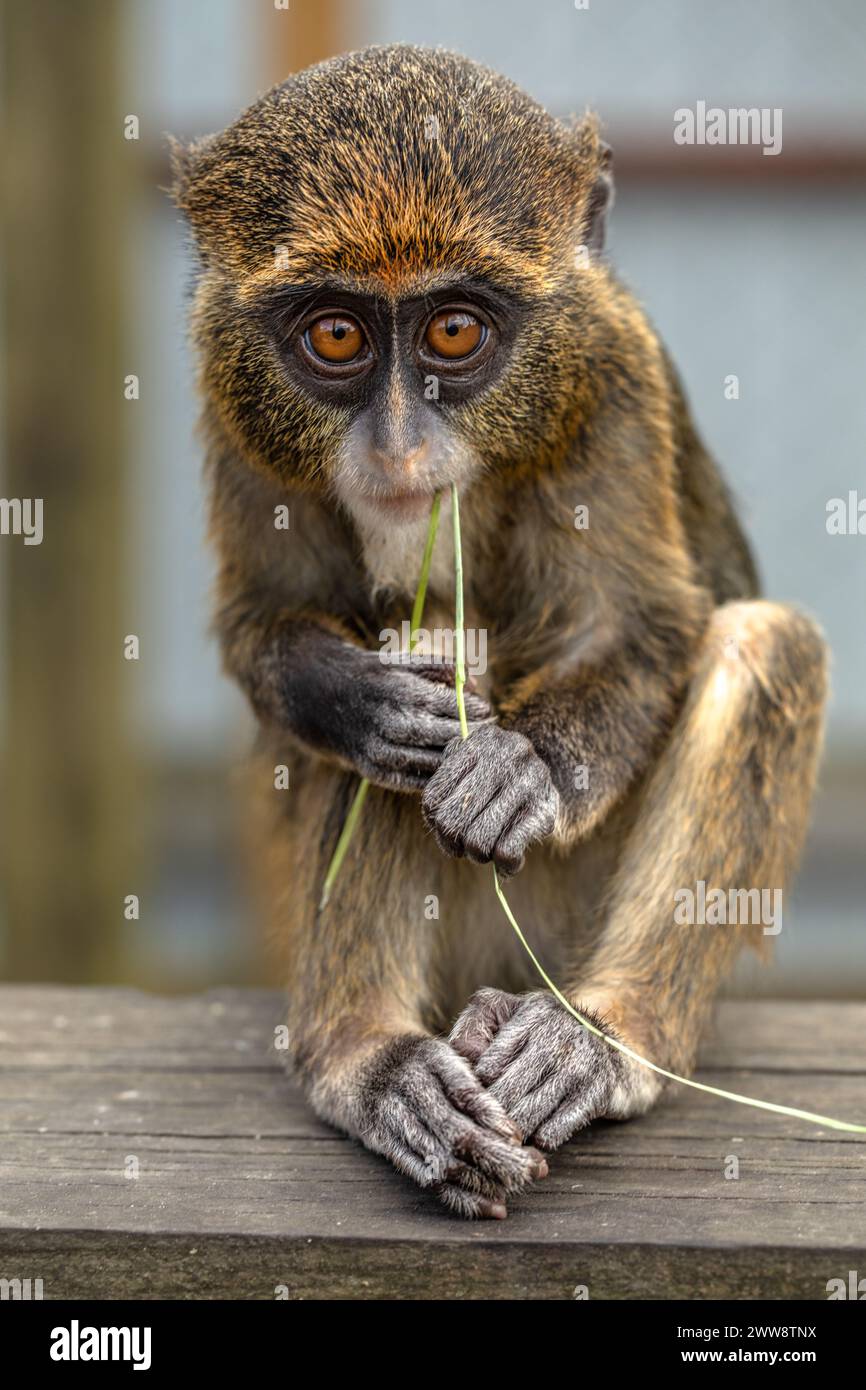 African de brazzas monkey hi-res stock photography and images - Alamy