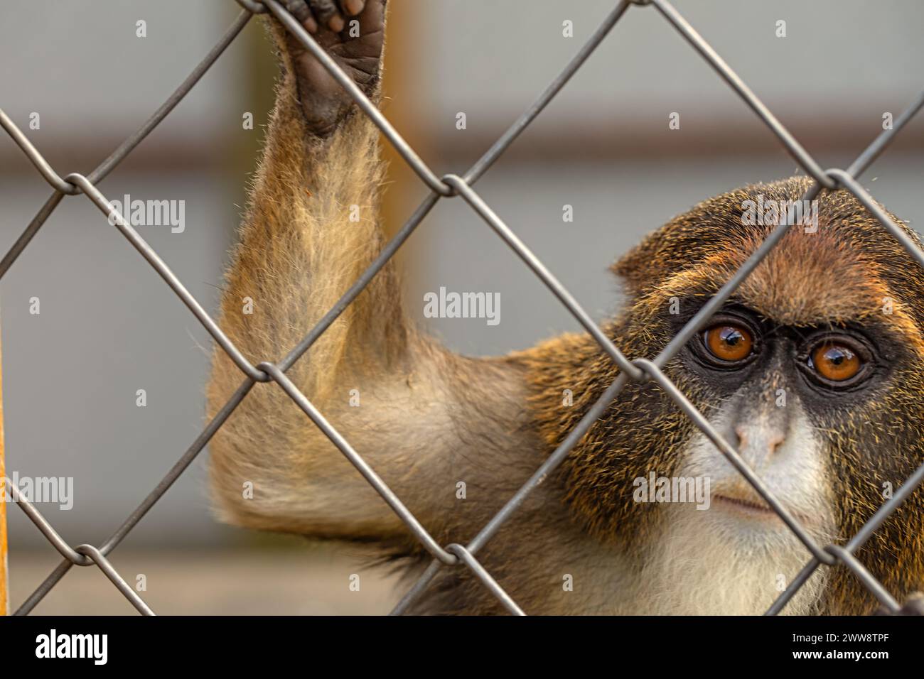 Exploring Zoo Habitats: Observing the De Brazza Monkey Stock Photo - Alamy