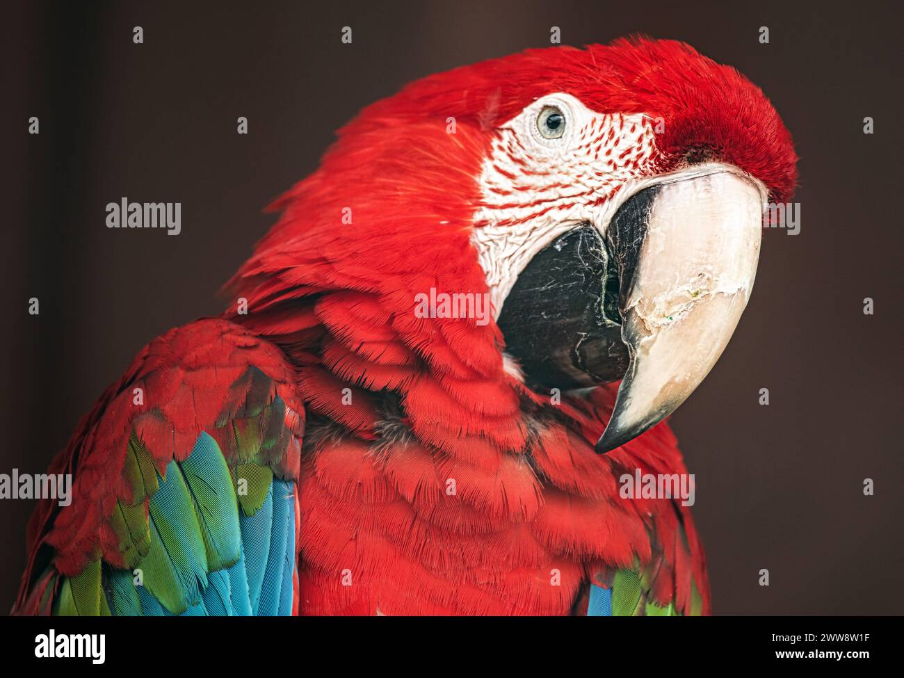 Cartoon ara hi-res stock photography and images - Alamy