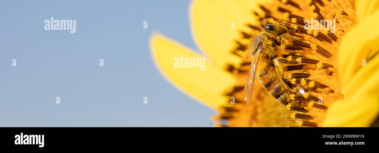 Pollinator Paradise: Bee Enjoying Sunflower Nectar Stock Photo - Alamy