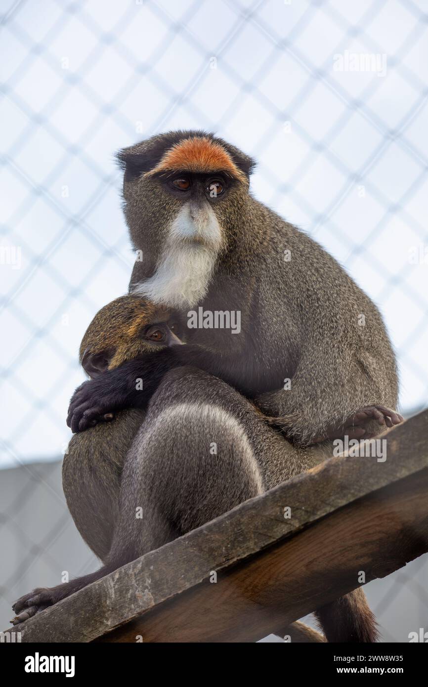 Little and Large: De Brazza Monkey Bonds with a Smaller Monkey Stock ...