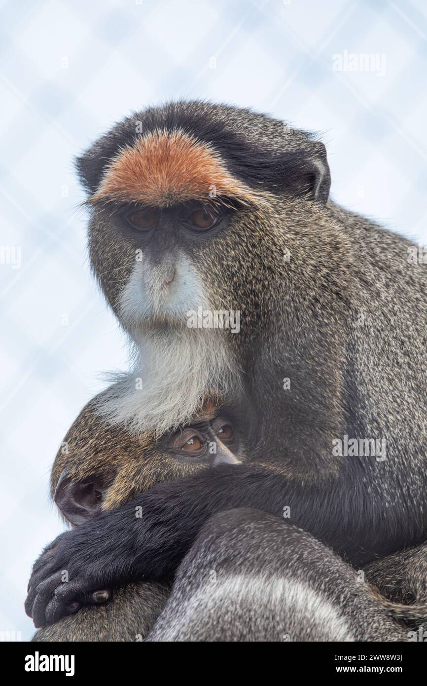 Young Friends: De Brazza Monkey and its Small Companion Stock Photo - Alamy