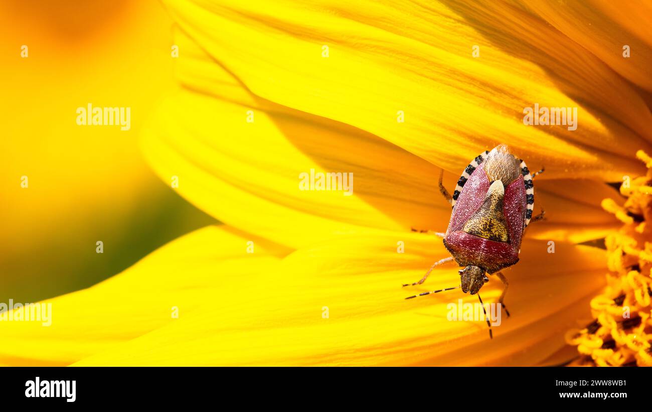 Inhabitant of garden hi-res stock photography and images - Alamy