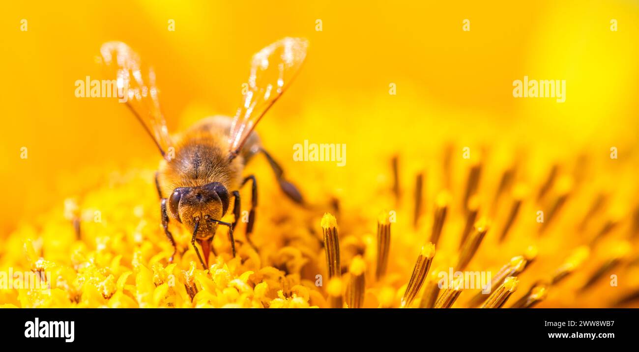 Flower Guardian: Bee Protecting Sunflower's Riches Stock Photo - Alamy