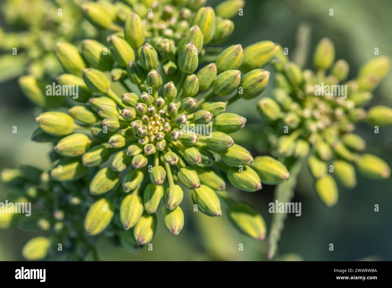 Turnip flower hi-res stock photography and images - Alamy