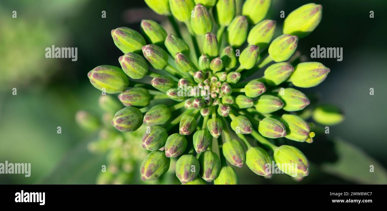 Turnip flower hi-res stock photography and images - Alamy