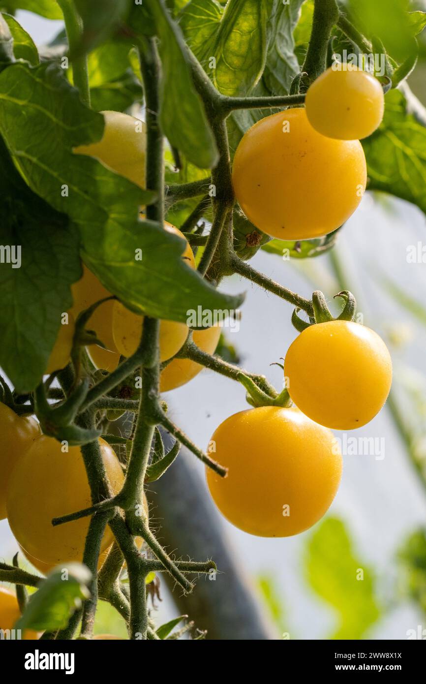 Tomatoes growing in commercial greenhouse hi-res stock photography and ...