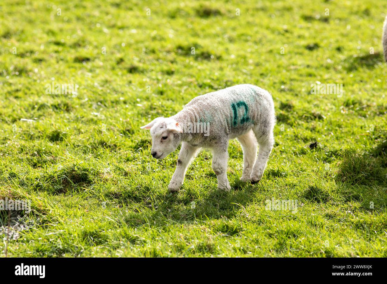 Easter lambing north yorkshire hi-res stock photography and images - Alamy