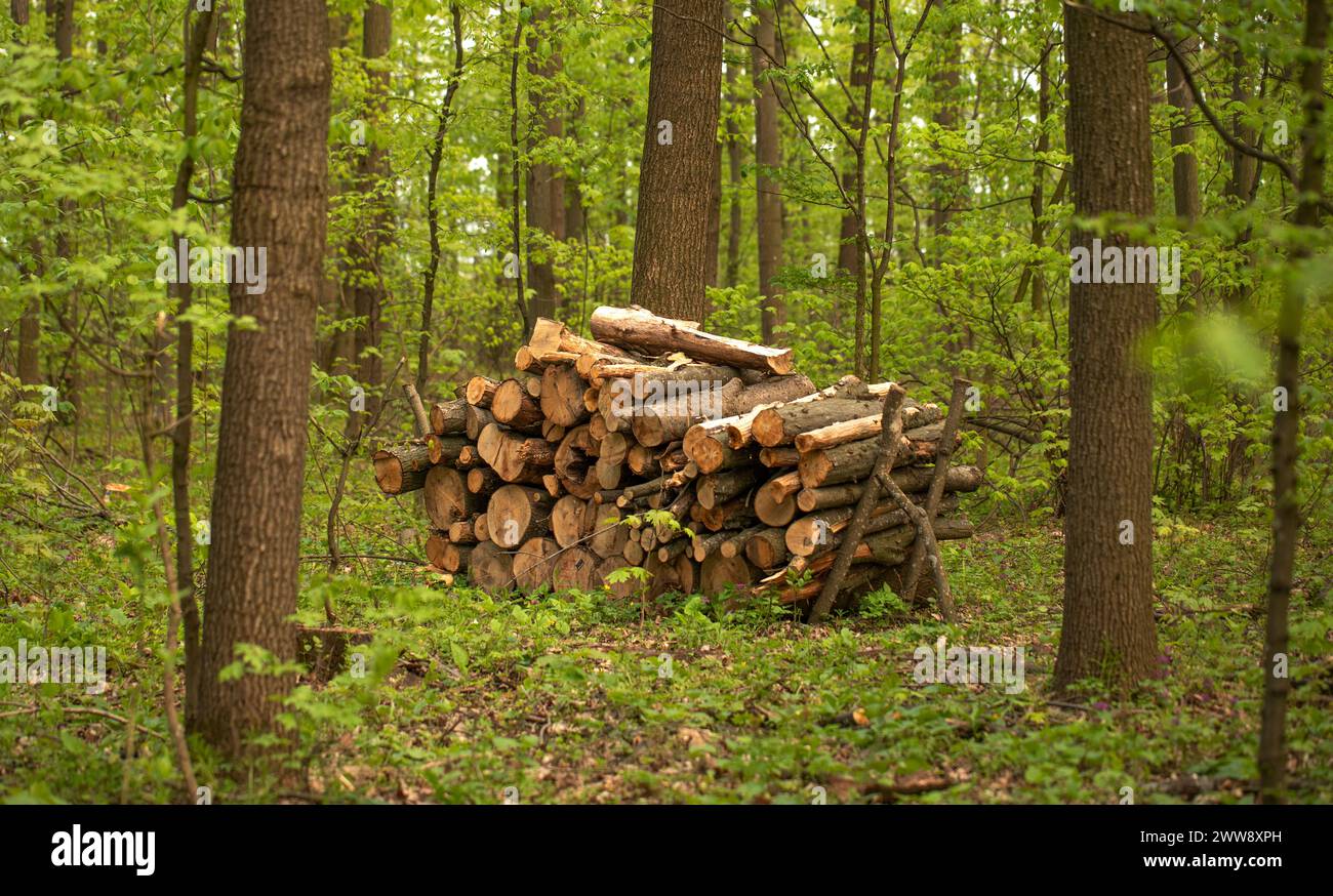 Woodland Store: Stacked Firewood for Cozy Nights in the Forest Stock ...