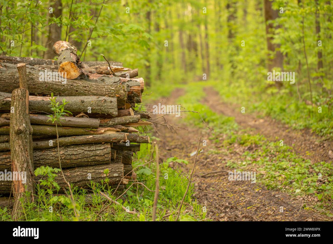 Timber Harvest: Stacked Firewood After a Productive Forest Harvest ...