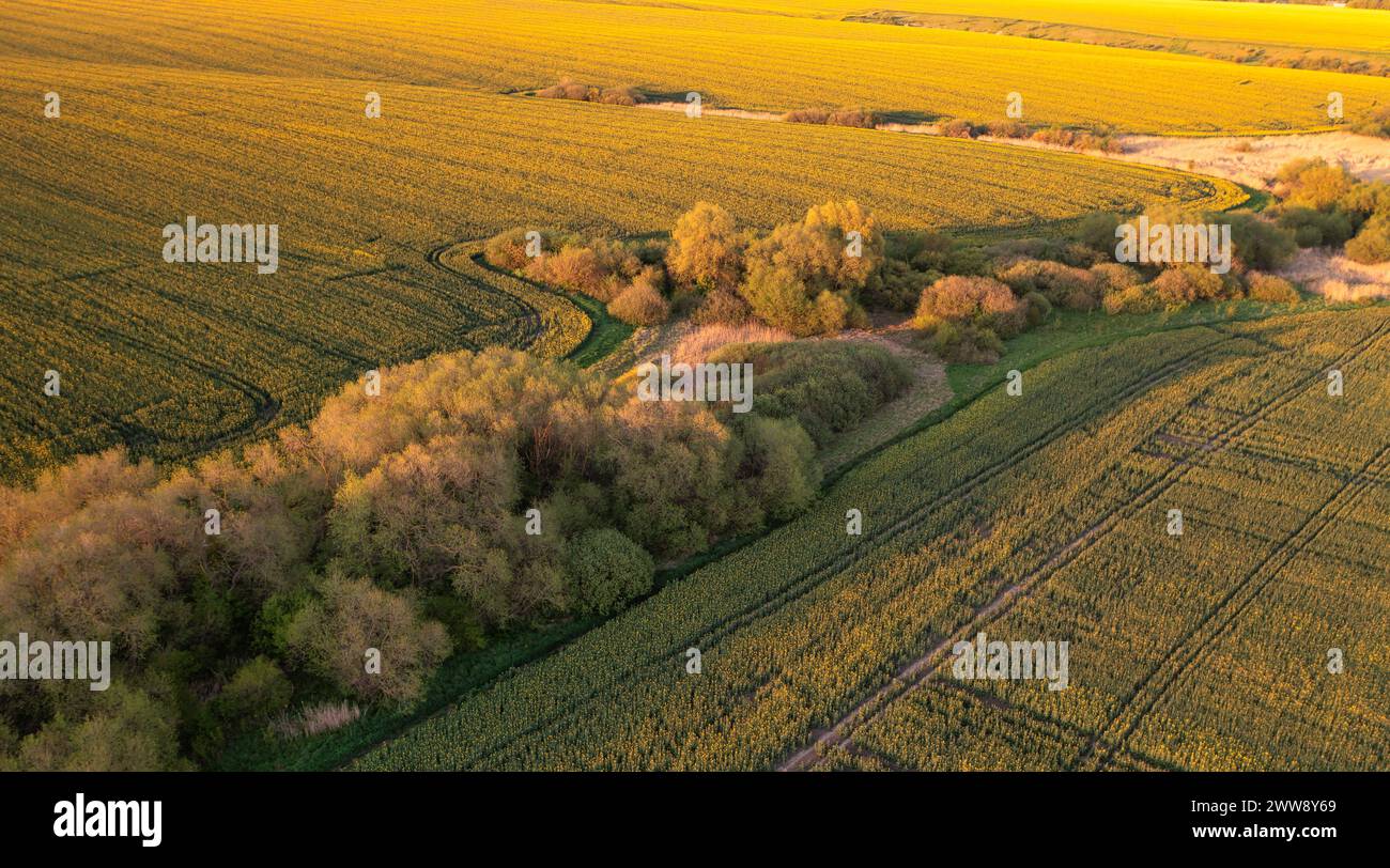Fields of Gold: A Bird's Eye View of Vast Rapeseed Plantations Stock ...