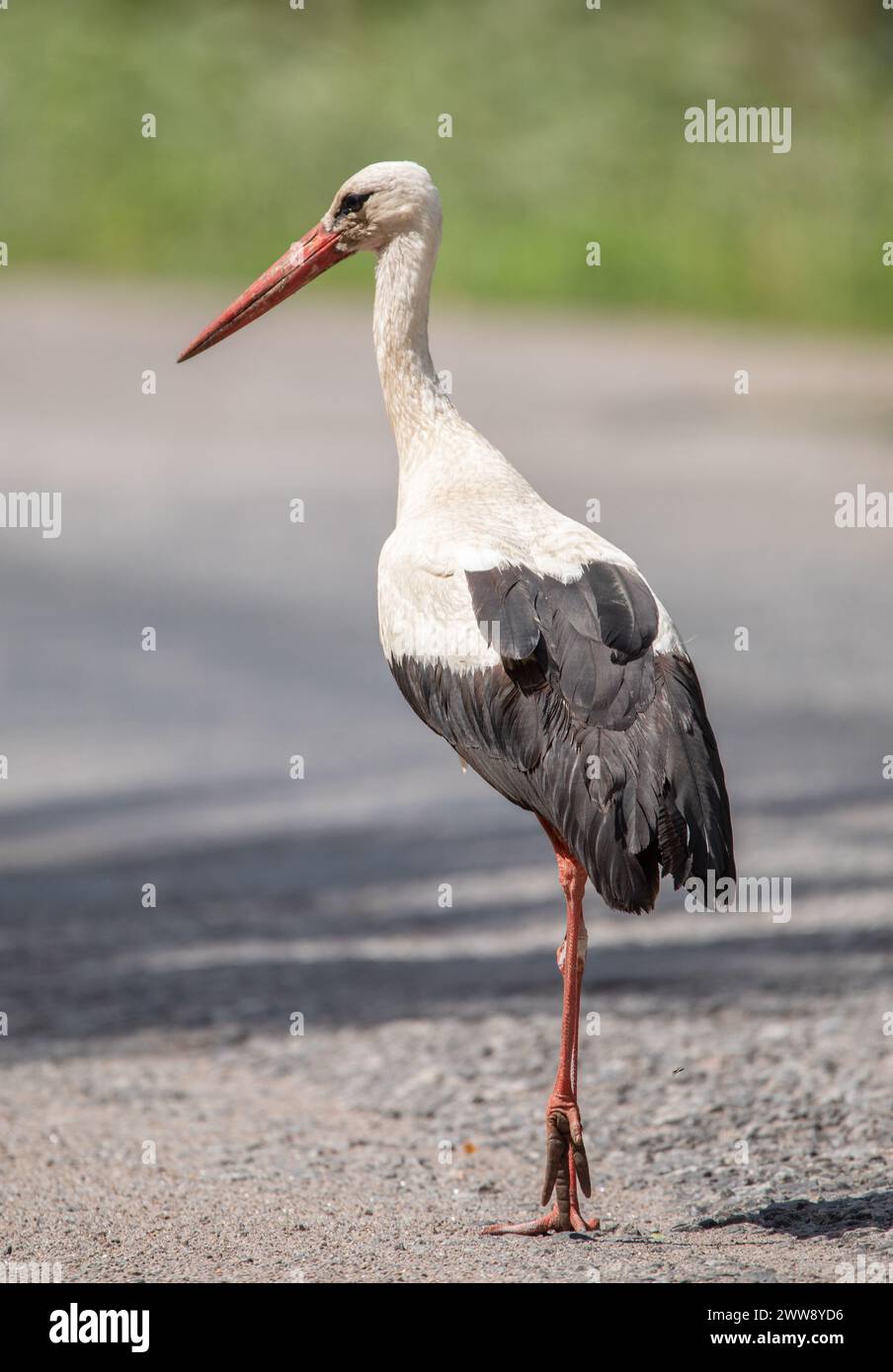 Vigilant care hi-res stock photography and images - Alamy